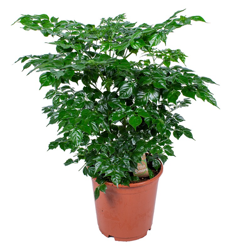 Radermachera Sinica | atelier-yuwa.ciao.jp